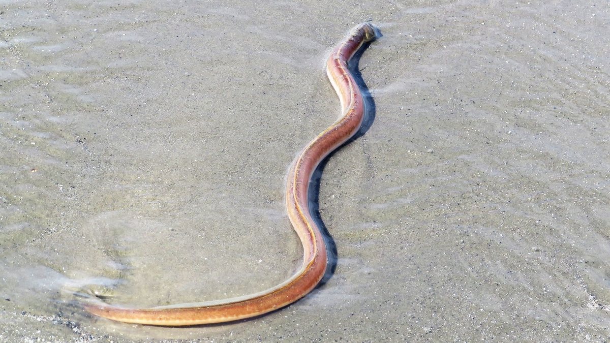 Peixe-cobra assusta banhistas em praias de Santos; conheça a espécie
