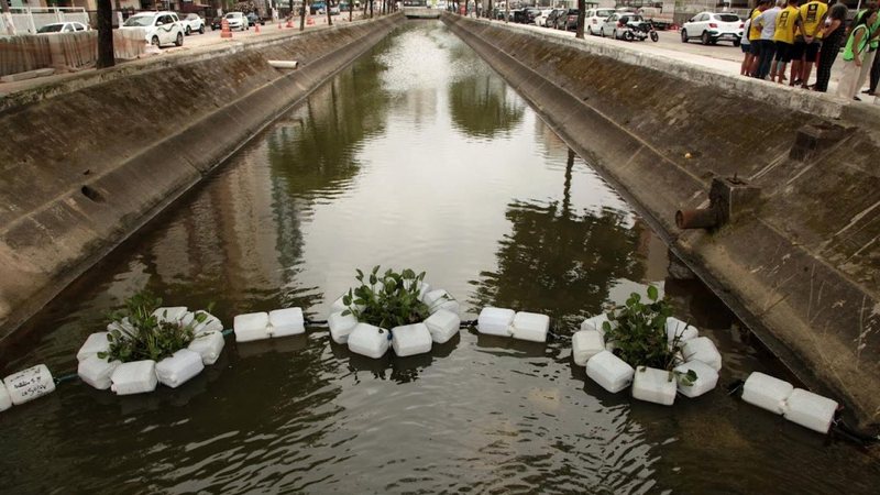 Santos: canais começam a receber ecobarreiras com plantas aquáticas