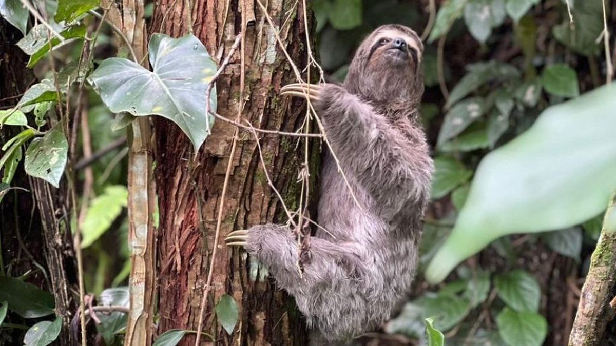 Bicho-preguiça pendurado em antena parabólica é resgatado no litoral de SP