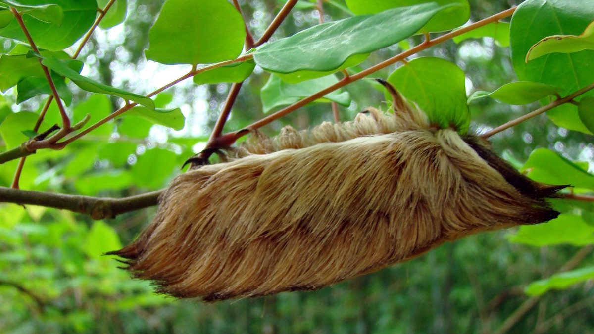 Verão acende alerta de acidentes com lagartas; veja cuidados e como agir