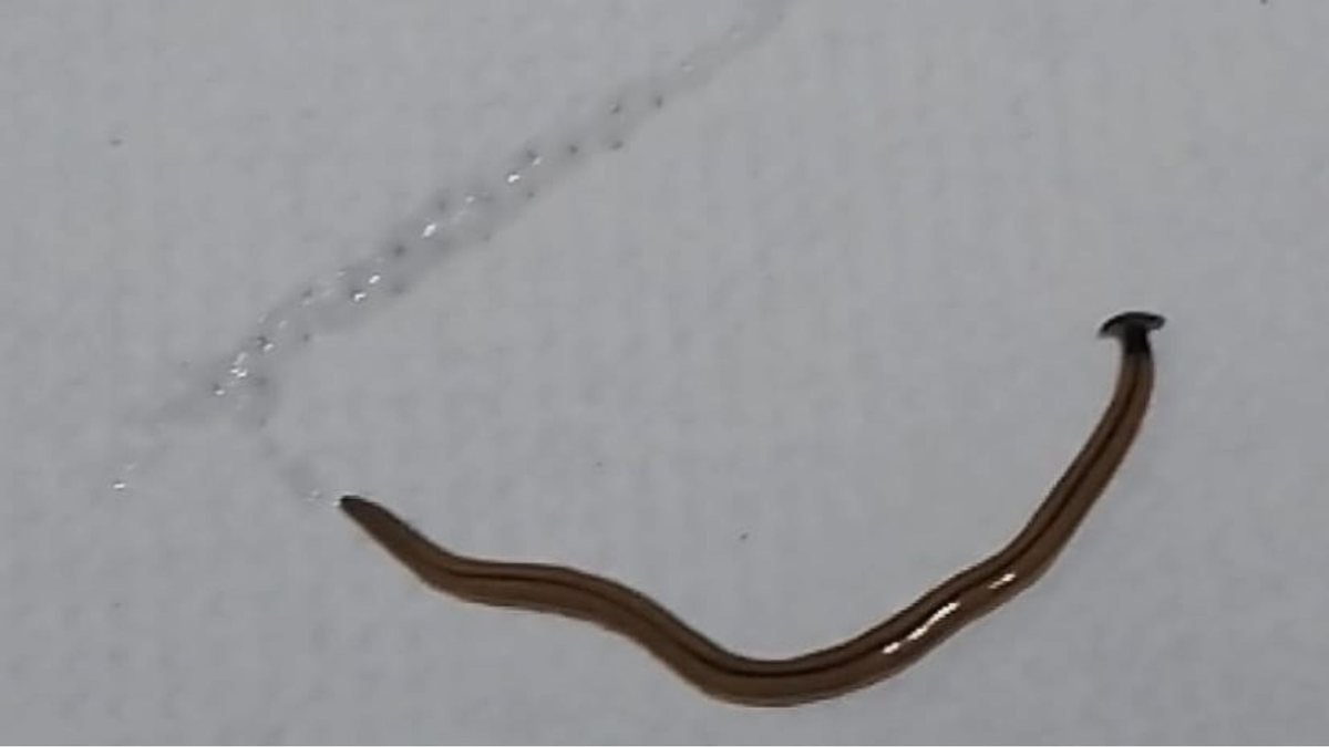 Verme cabeça-de-martelo invade quintal de casa no litoral de SP