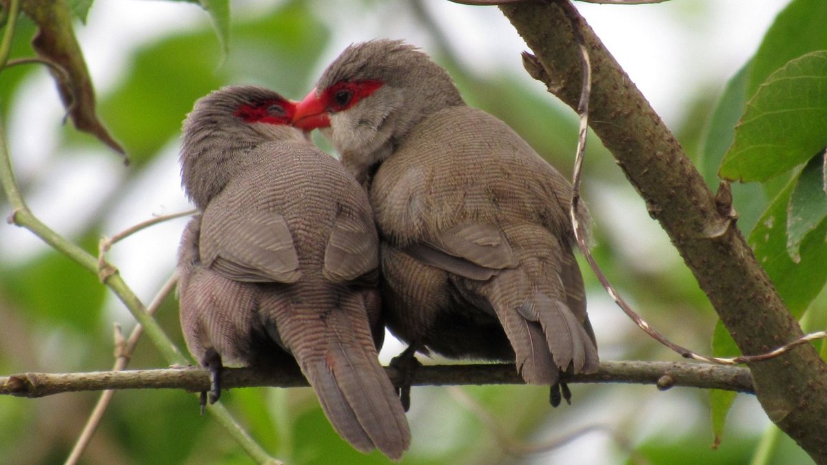 Ilhabela Bird Week: uma semana dedicada à observação de aves no litoral ...