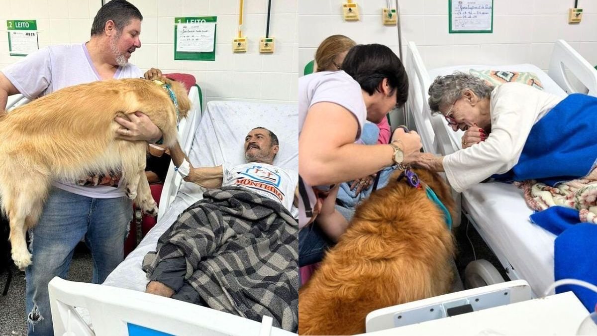 'Brioza' e 'Jabuca', cães terapeutas, levam alegria à UPA de Praia Grande