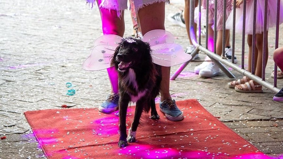 Carnaval terá desfile de pets com fantasias em cidade do litoral de SP