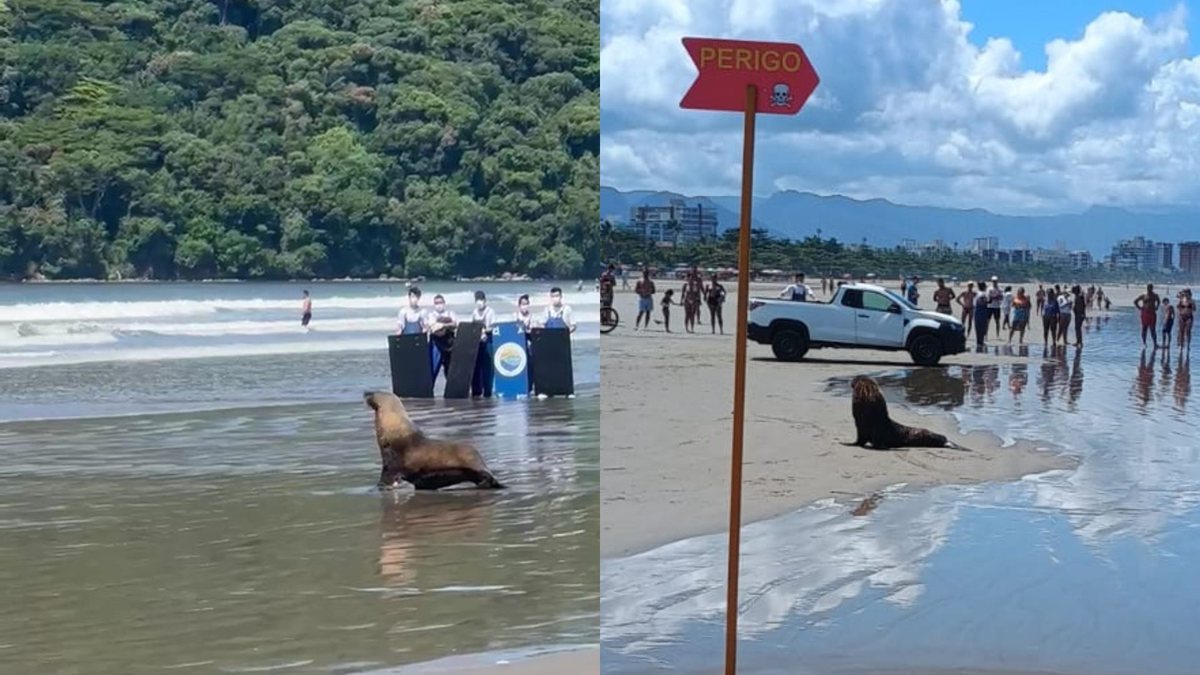 Lobo-marinho "turista" visita 3 praias e curte férias prolongadas no ...