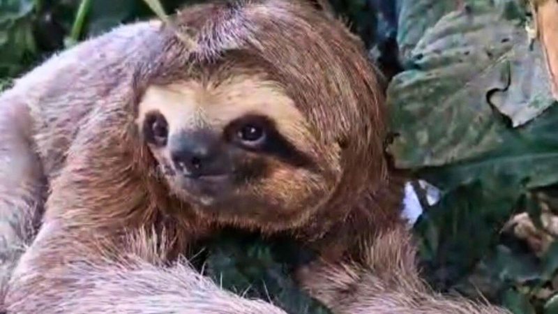 Bicho-preguiça "teimoso" é resgatado após insistir em atravessar ...