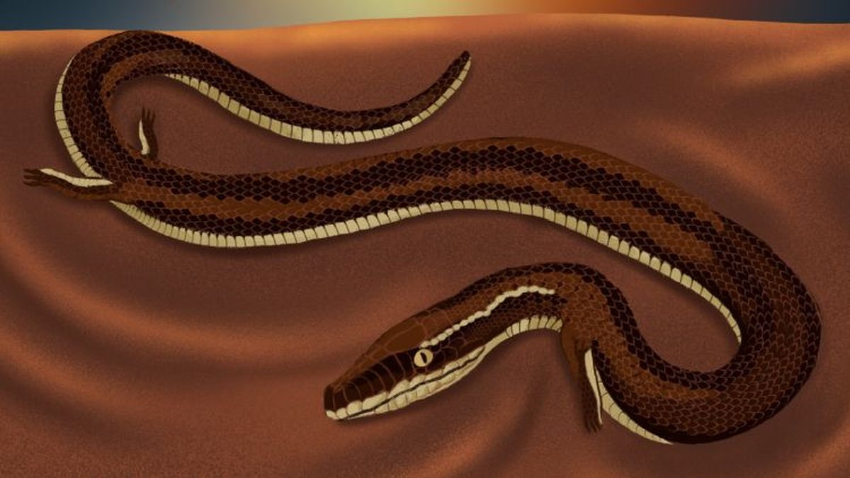 Cobras já tiveram pernas? Descubra a explicação da ciência para este ...