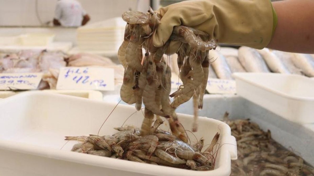 Pesca de camarão fica proibida até o fim de abril; veja regras