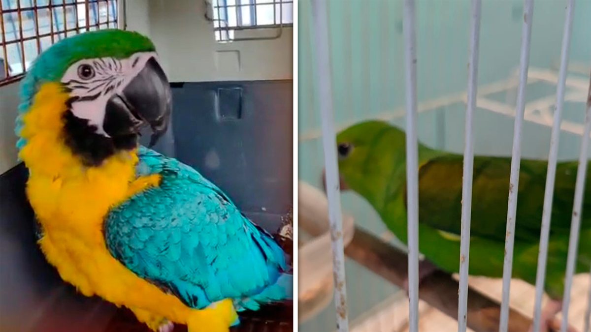 Aves silvestres são apreendidas em casa do litoral de São Paulo