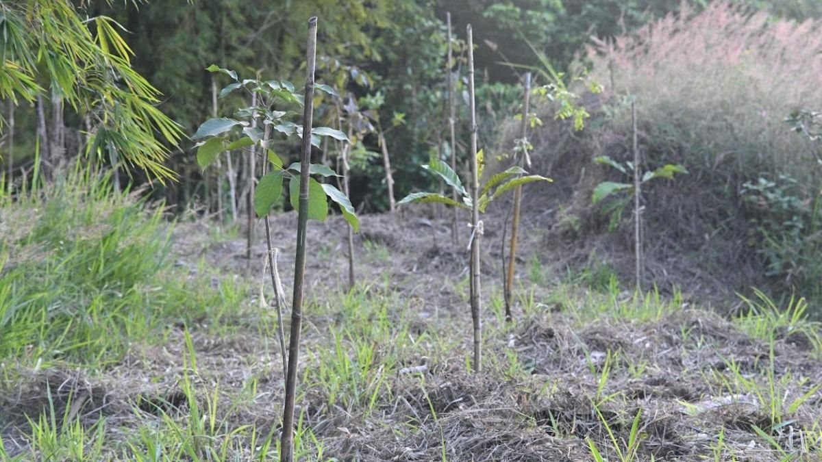 Mês do meio ambiente tem oficinas, plantios e ações ambientais em Santos