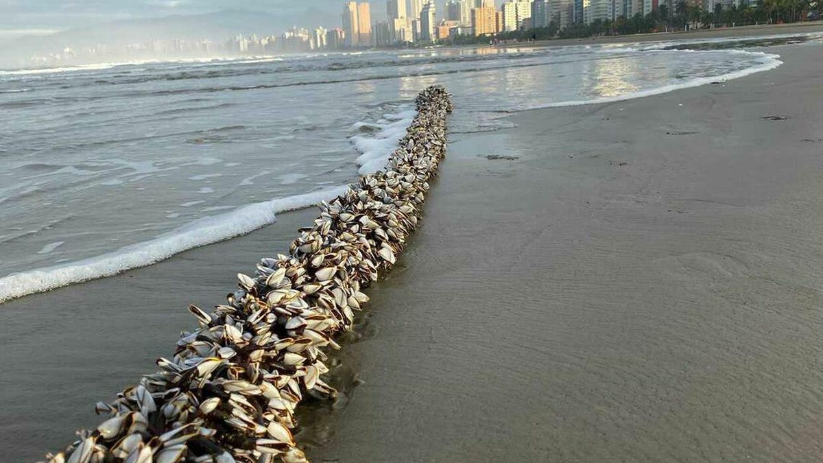 Montante de crustáceos exóticos aparecem repentinamente em Praia Grande ...