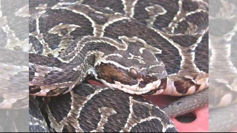 Cobra das mais letais do Brasil é devolvida à natureza em Ubatuba