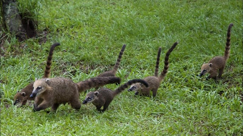 Qual a diferença entre o quati e o guaxinim?