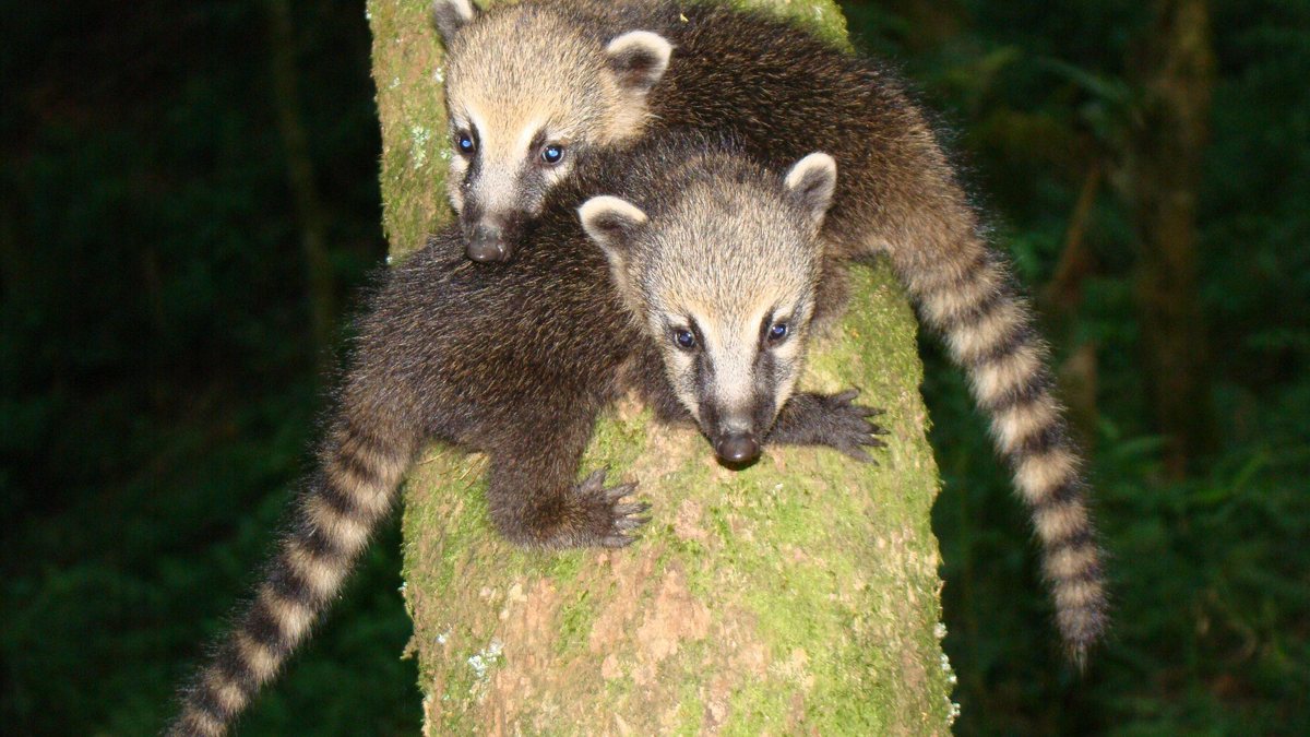 O que comem os quatis?