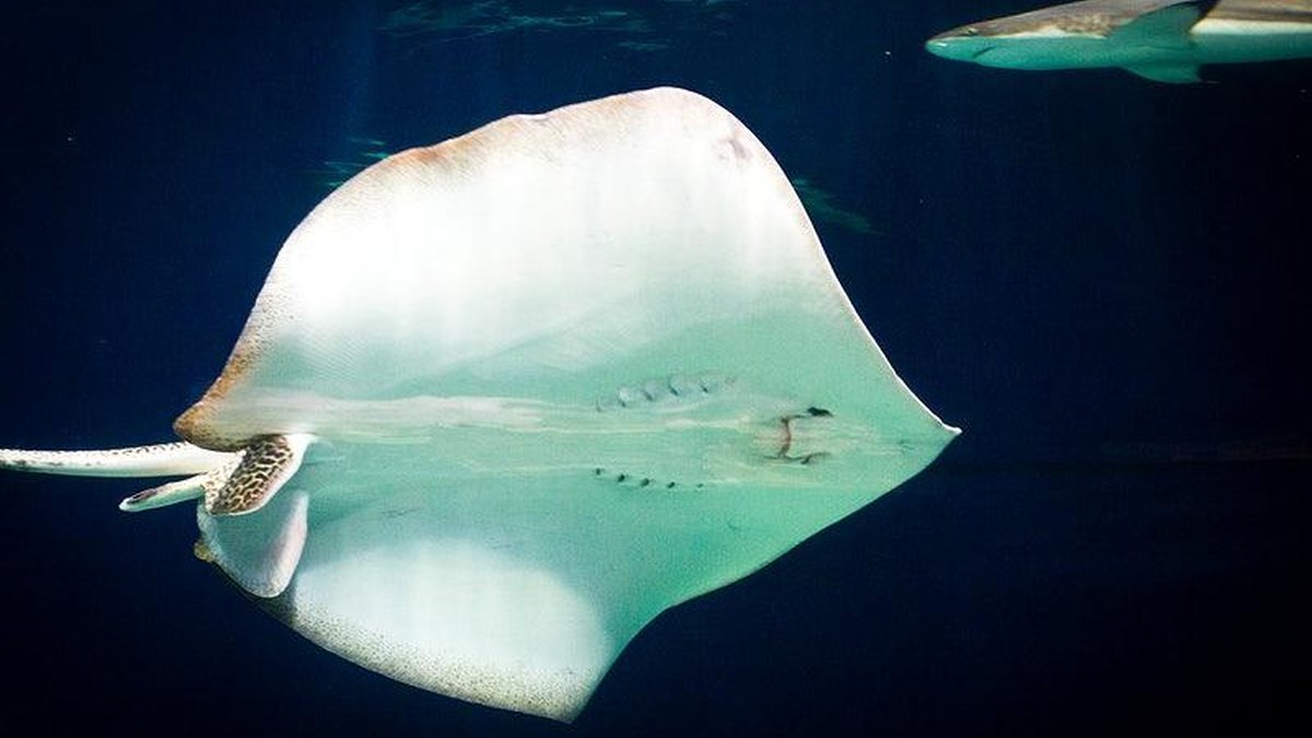 Raia: a rainha dos mares pede socorro