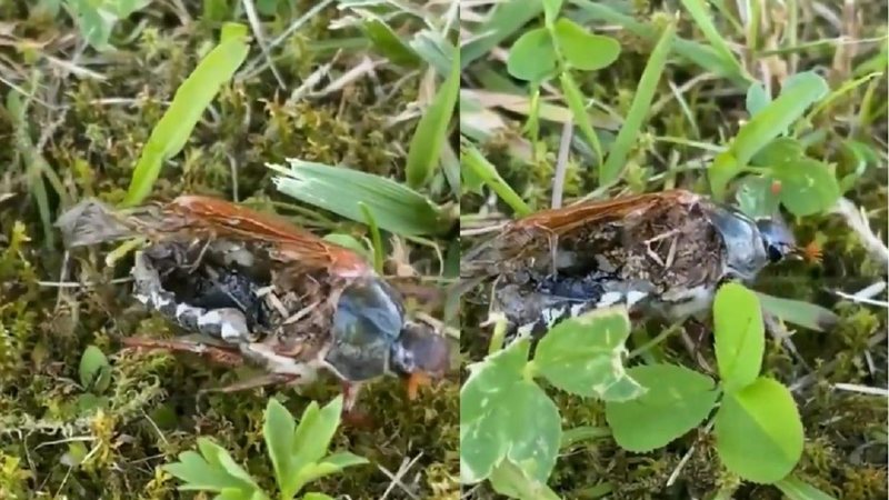 Inseto contaminado por parasita vira zumbi e viraliza