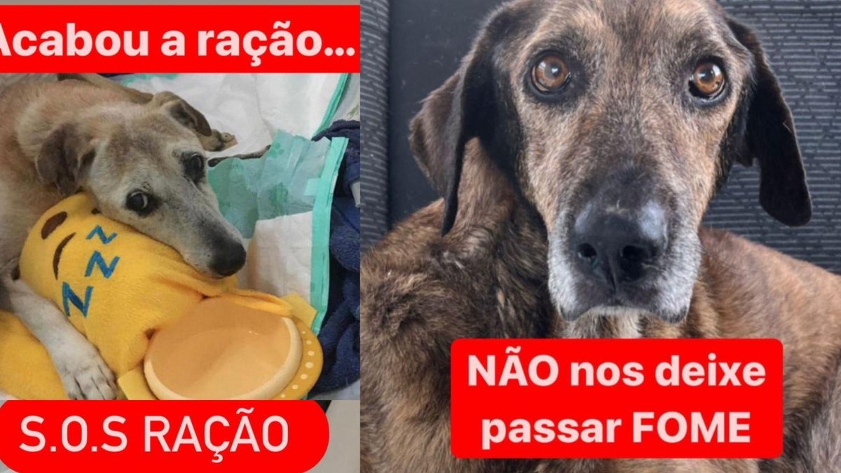 ONG fica sem ração e centenas de animais sofrem com fome: "Fechamos as ...