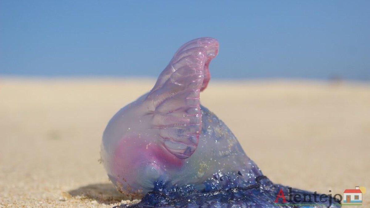 Caravela-portuguesa: conheça o perigoso animal que domina as praias do ...