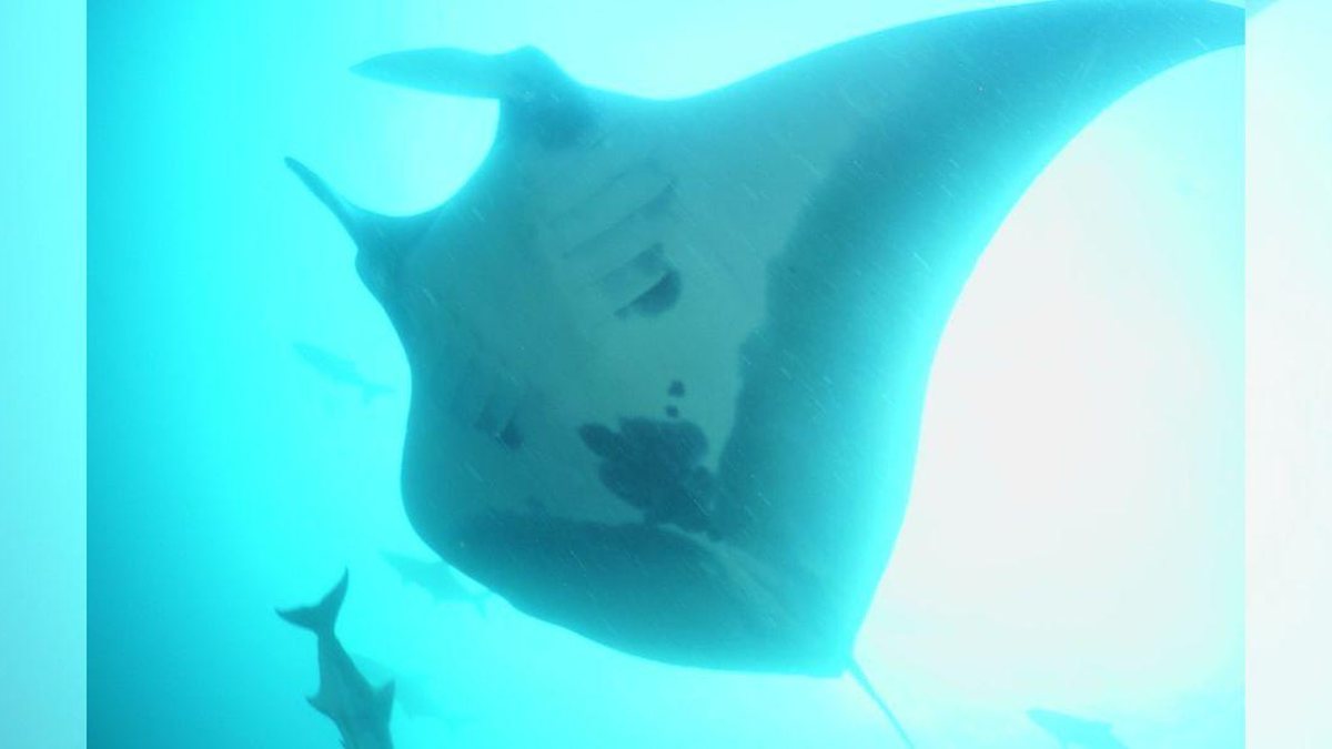 Raia-jamanta de 5 metros é avistada no litoral de SP