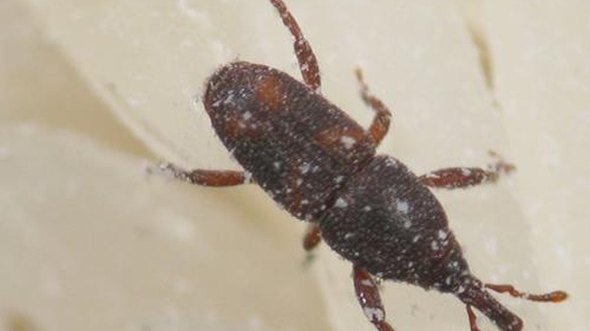 Você sabe o que é caruncho?