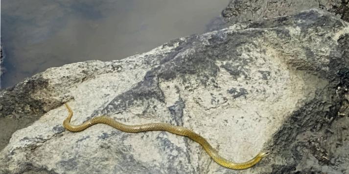 Belíssima cobra da espécie Erythrolamprus miliaris é fotografada em ...