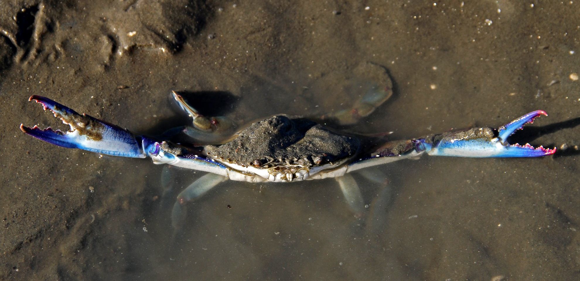 Pesquisa identifica mais de 1,3 mil organismos vivos na Baía do Araçá