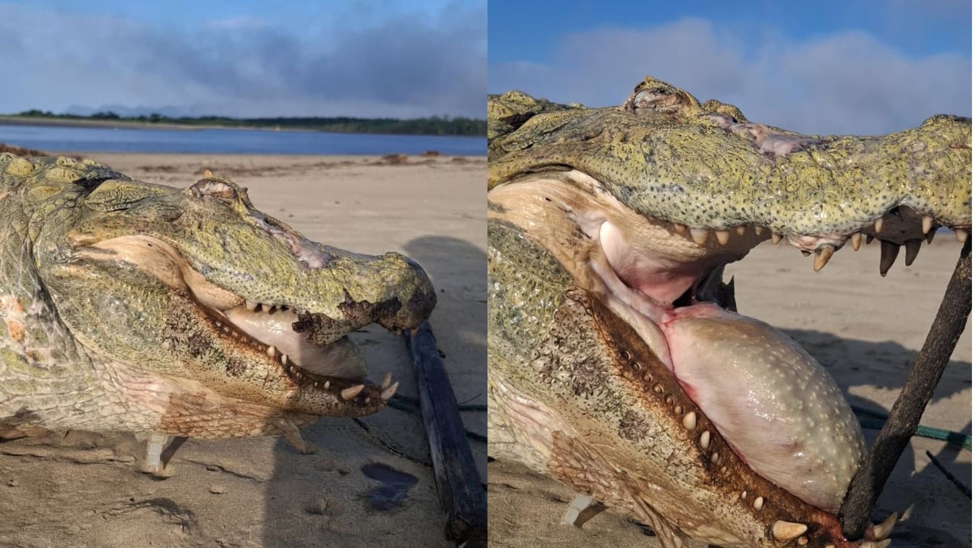 Pescador encontra jacaré morto e sem pata em mangue, no litoral de SP